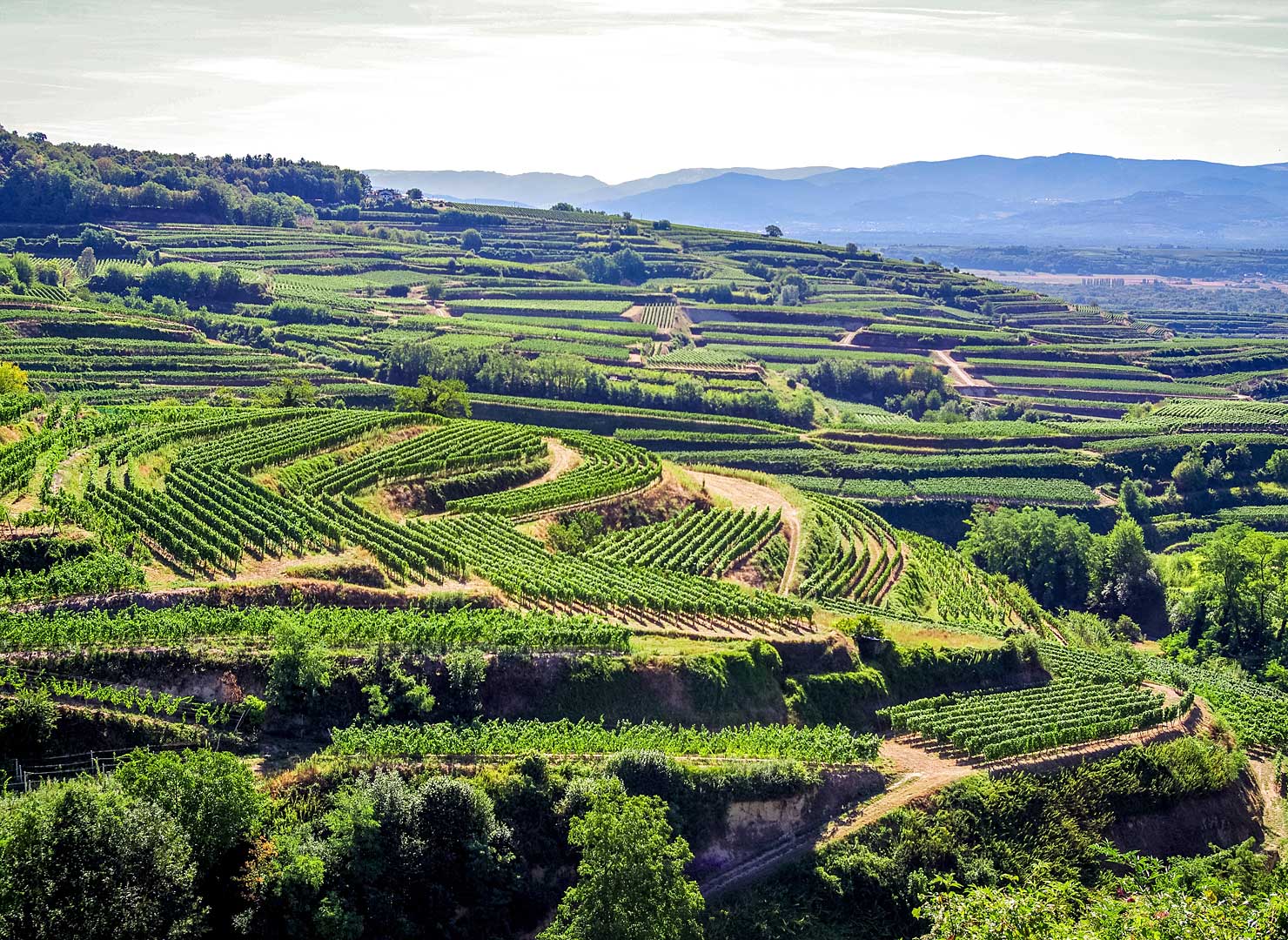 Urlaub beim Winzer auf dem Weingut und Winzerhof in Baden-Württemberg ...