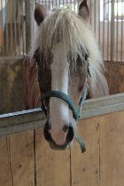 Bartleshof - Wolfach: Landsichten